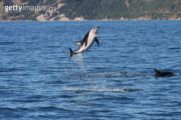 Dusky dolphin jumping out of the water in Kaikoura bay, animals in the ...