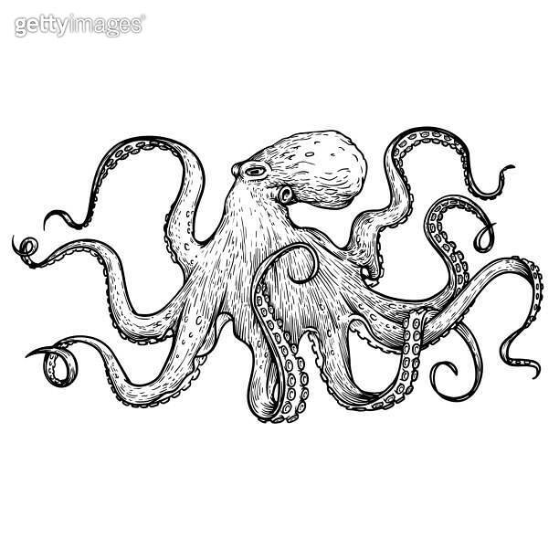 Octopus in sketch hand drawn style. Retro vintage sea monster drawing ...
