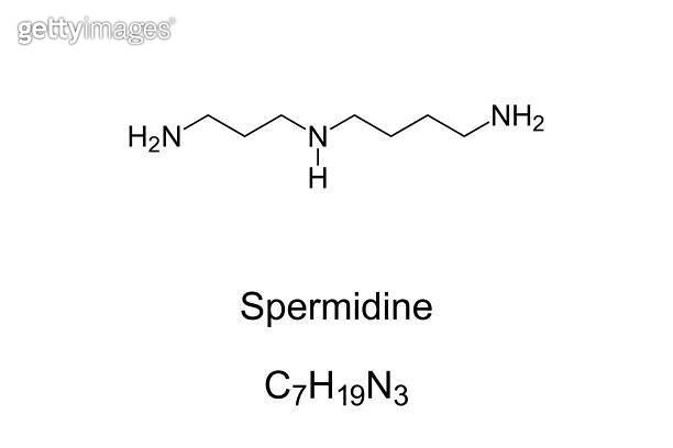 Spermidine, longevity agent in mammals, chemical formula and structure ...
