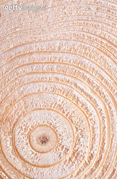 Center of a dried spruce trunk, horizontal cut, showing the growth rings 이미지 (1454004284) - 게티이미지뱅크
