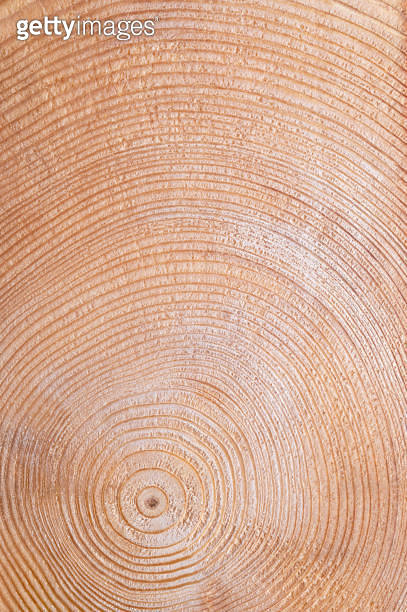Growth rings of a spruce tree, cross section showing annual or tree rings (1453860017) - 게티이미지뱅크