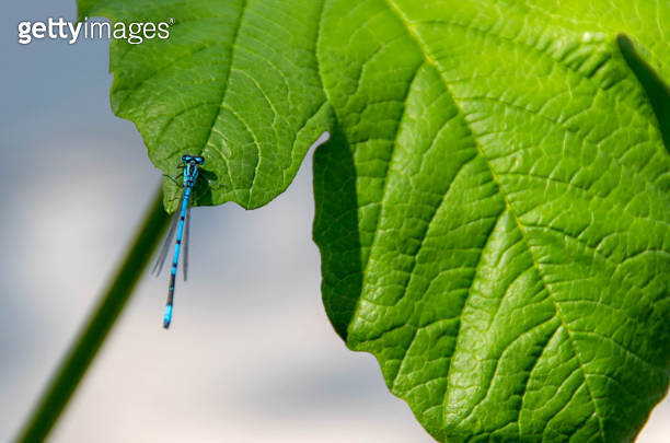 Exotic insects of the fauna of South America common in Central and ...