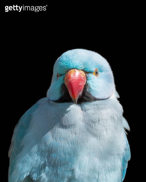 Blue Ring-necked Parakeet 이미지 (1468158003) - 게티이미지뱅크