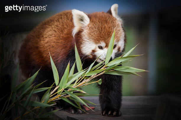 Red Panda Feeding on Bamboo Shots 이미지 (1488662255) - 게티이미지뱅크