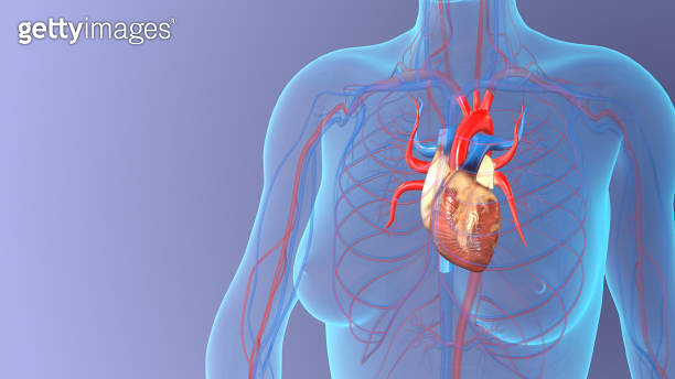 Anatomy of female heart in a healthy body, medical concept (1480495507 ...