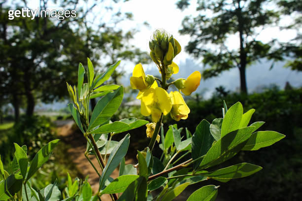 A set of rattlepod (Crotalaria spectabilis) yellow flowers from a front ...