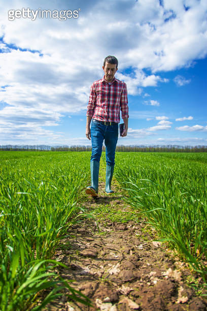 A man farmer checks how wheat grows in the field. Selective focus ...