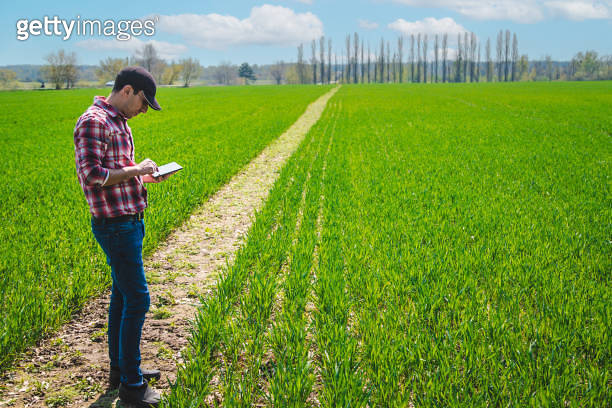 A man farmer checks how wheat grows in the field. Selective focus ...