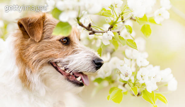 Happy smiling dog smelling, sniffing flowers in spring 이미지 (1464464929 ...