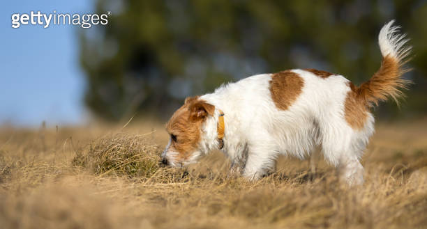 Cute dog smelling, sniffing in the grass, puppy walking 이미지 (1784091606 ...
