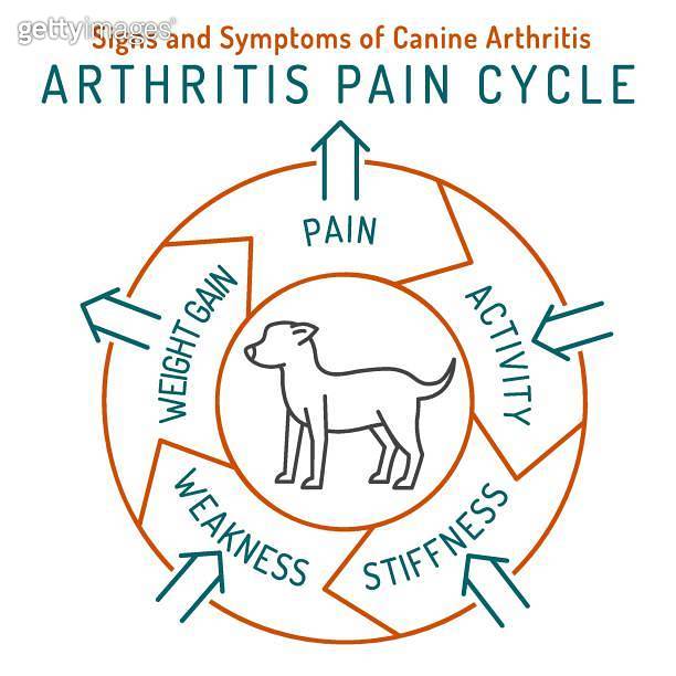 Arthritis, osteoarthritis in dogs. Common disease. Veterinarian ...