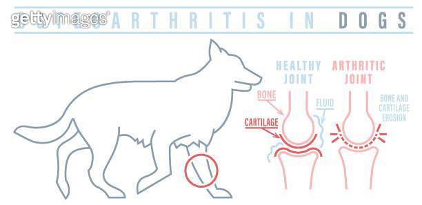 Arthritis, osteoarthritis in dogs. Common disease. Veterinarian ...