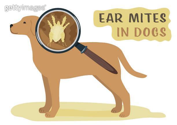 Ear mites. Common external parasites in cats and dogs. (1481695806 ...