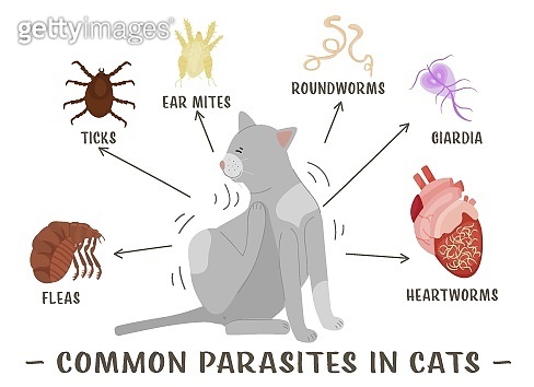 Common external and internal parasites in cats. 이미지 (1456745181) - 게티이미지뱅크