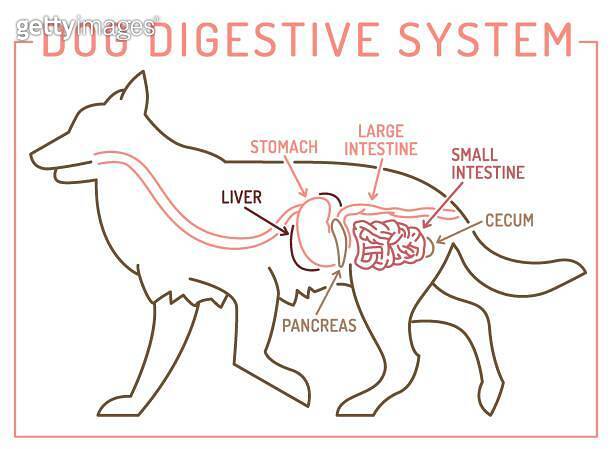 Dog digestion system. Medical scheme. Vector illustration (1605111858 ...