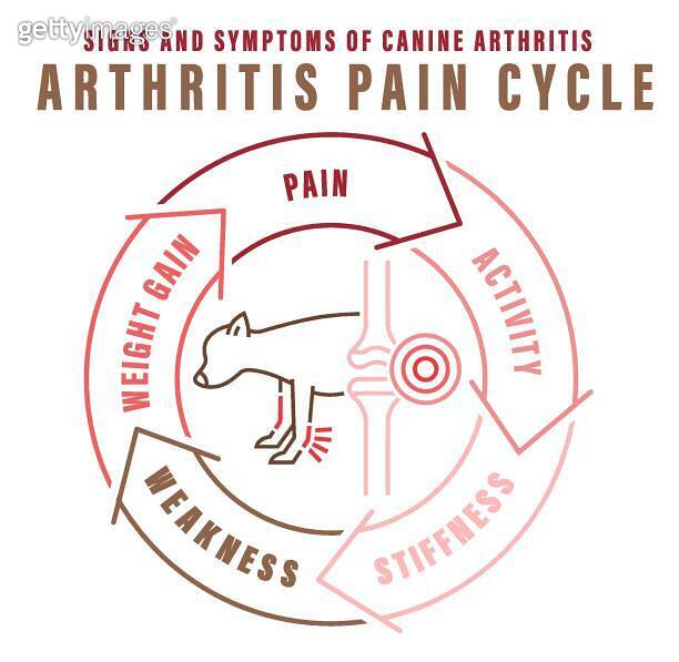 Arthritis, osteoarthritis in dogs. Common disease. Veterinarian ...