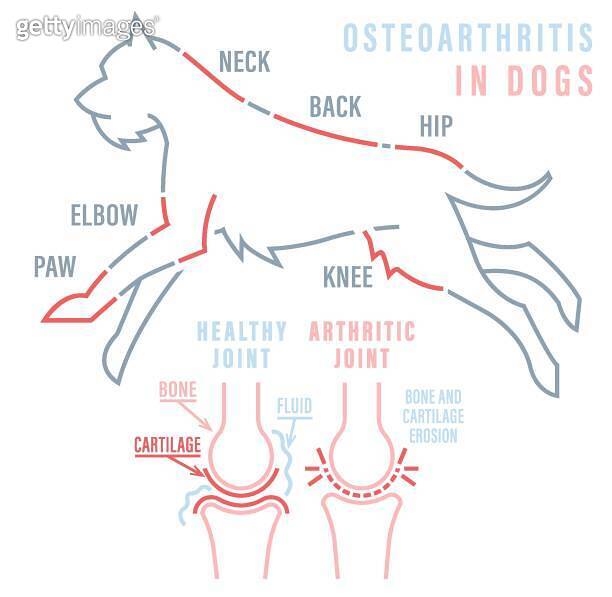 Arthritis, osteoarthritis in dogs. Common disease. Veterinarian ...