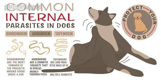 Common internal parasites in dogs. Medical veterinarian infographics ...