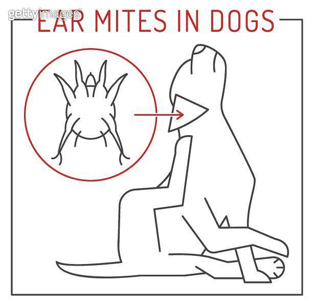 Common external parasites in dogs. Ear mites. 이미지 (1482142573) - 게티이미지뱅크