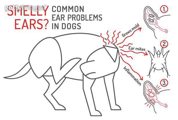 Ear mites, mold grow, inflammation. Common ear problems in dogs ...
