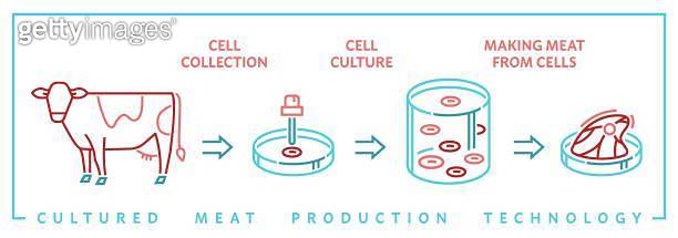 Lab grown meat infographic. Editable vector illustration 이미지 ...