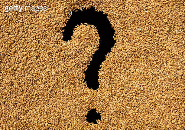 Black question mark on the background of wheat grains. The concept of ...