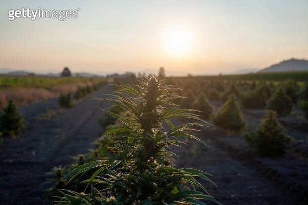 Cannabis plant sunlit by setting sun in hemp crops field 이미지 ...