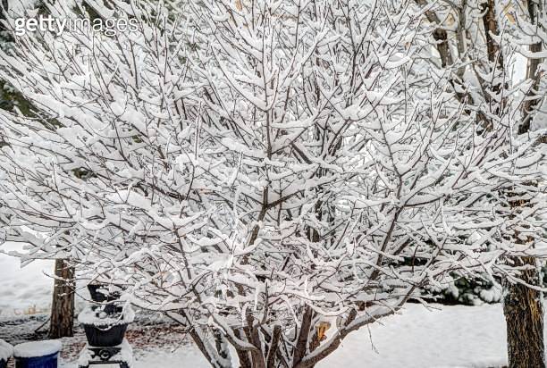 Cherry tree in winter 이미지 (1462335235) - 게티이미지뱅크