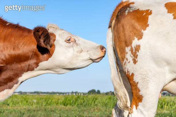 Cow on heat, in season and fecond, smelling on the back of red and ...