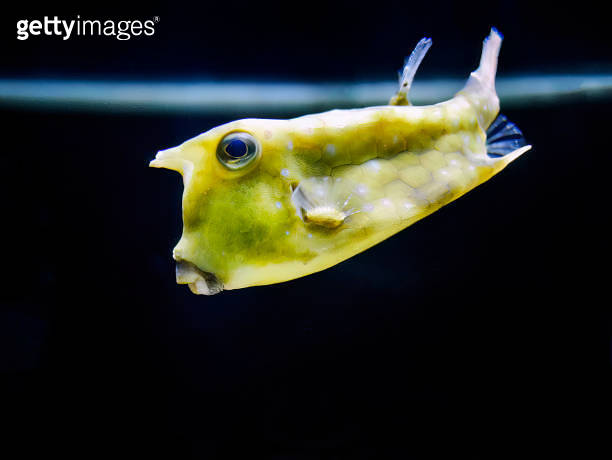 Close up a yellow Thornback Cowfish, Longhorn Cowfish, Lactoria cornuta ...