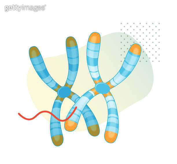 Chromosome - long DNA molecule with proteins - Stock Illustration 이미지 ...