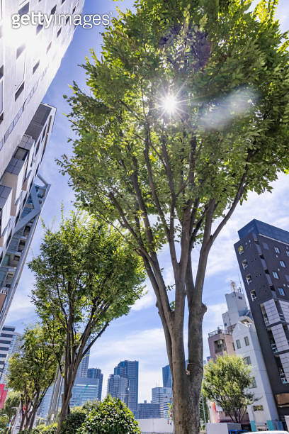 Tokyo buildings with beautiful sunlight 이미지 (1673216638) - 게티이미지뱅크