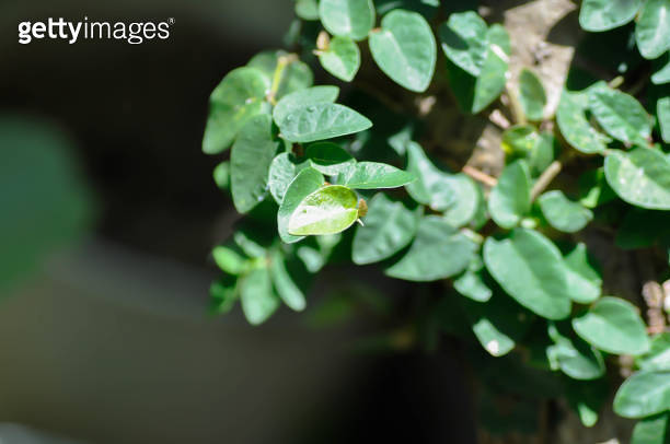 ficus pumila or climbing fig or climbing tree ,Ficus pumila L or ...