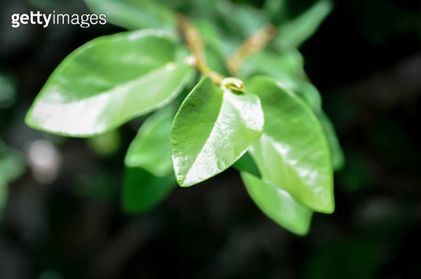 ficus pumila or climbing fig or climbing tree ,Ficus pumila L or ...