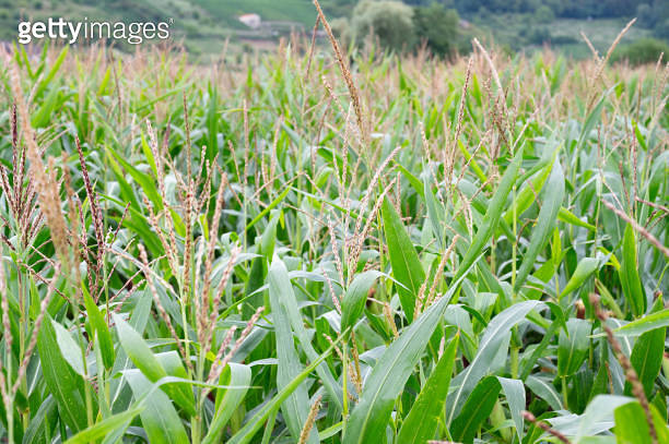 Corn field, cultivated corn cob start to grow, harvest in the summer ...