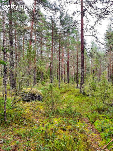 Landscape, autumn pine sparse forest and forest moss. 이미지 (1776207825 ...