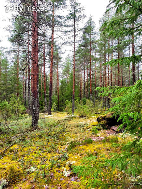Landscape, autumn pine sparse forest and forest moss. 이미지 (1776208359 ...