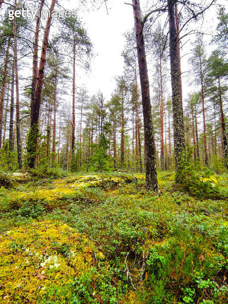 Landscape, autumn pine sparse forest and forest moss. (1776208364) - 게티 ...