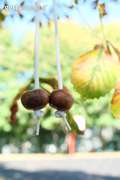 Conkers on strings hanging next to each other. Conkers a traditional ...