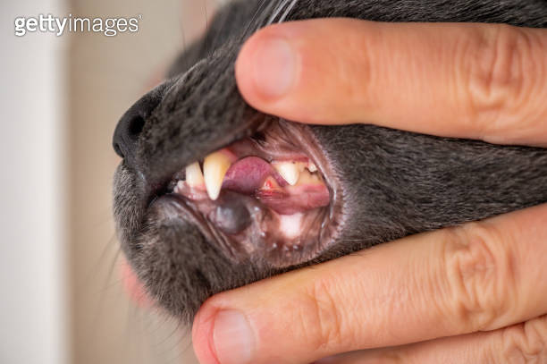 Cat disease FORL Feline Tooth Resorption (1740594754) - 게티이미지뱅크