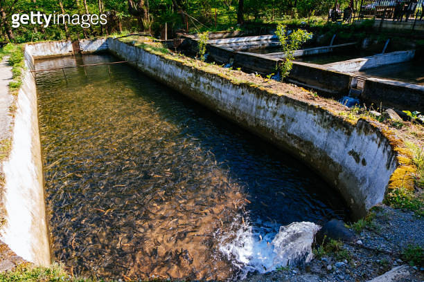 Breeding of trout in pools in fish farm (1493302617) - 게티이미지뱅크