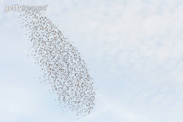 Common starlings (Sturnus vulgaris) flying together, in perfect ...