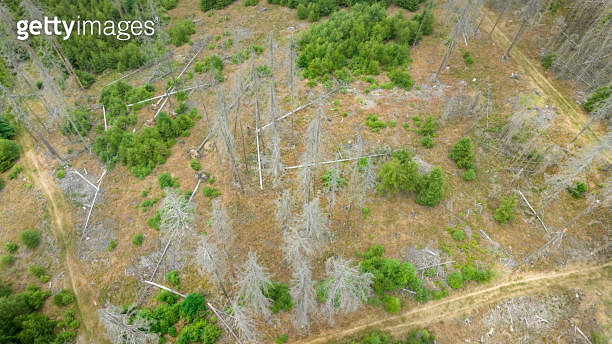 Deforestation, dead trees and forest dieback - drone point of view 이미지 ...