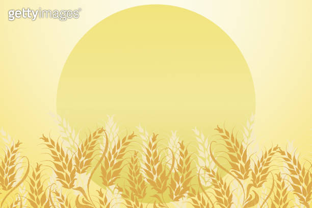 Golden Wheat Barley Frame Border background. Wheat barley field and ...