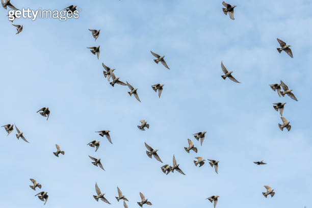 Common starlings (Sturnus vulgaris) flying together, in perfect ...