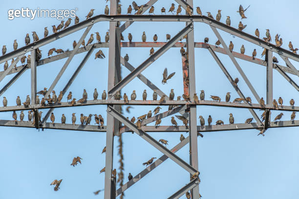 Common starlings (Sturnus vulgaris) flying together, in perfect ...
