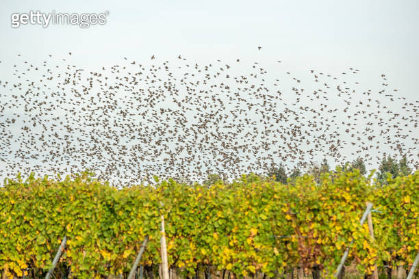 Common starlings (Sturnus vulgaris) flying together, in perfect ...