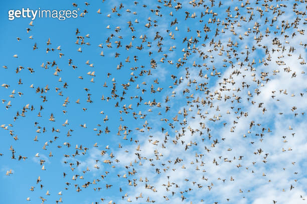 Common starlings (Sturnus vulgaris) flying together, in perfect ...
