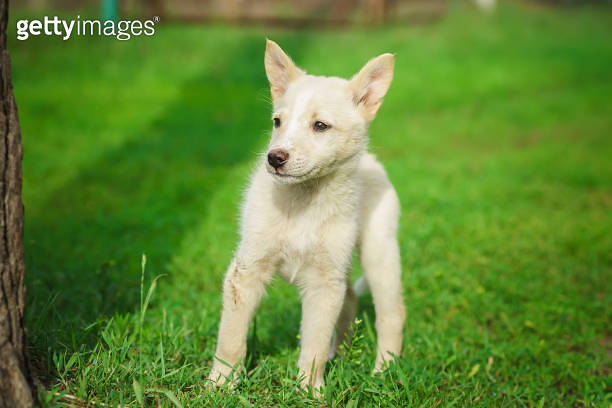 Cute and alert white puppy sitting in lush green grass. 이미지 (1567152916 ...