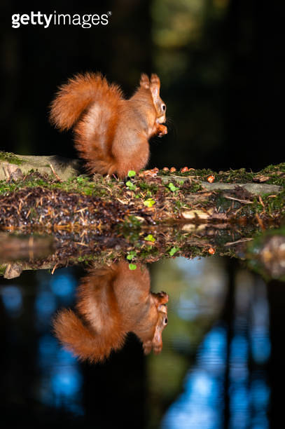 Rear view of a red squirrel eating a nut (1777832721) - 게티이미지뱅크